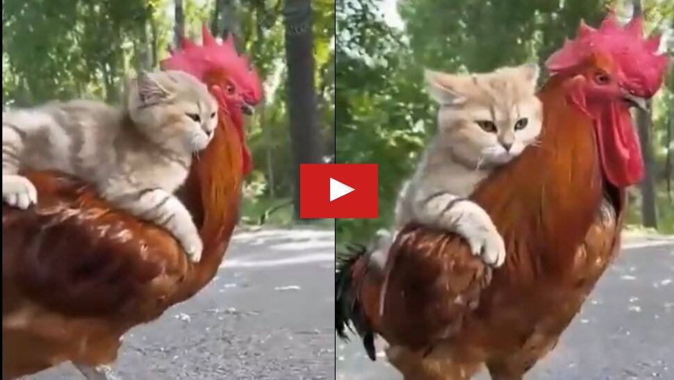 Cat Fun Riding With Rooster Video Goes Viral On Internet | சேவல் மீது ...
