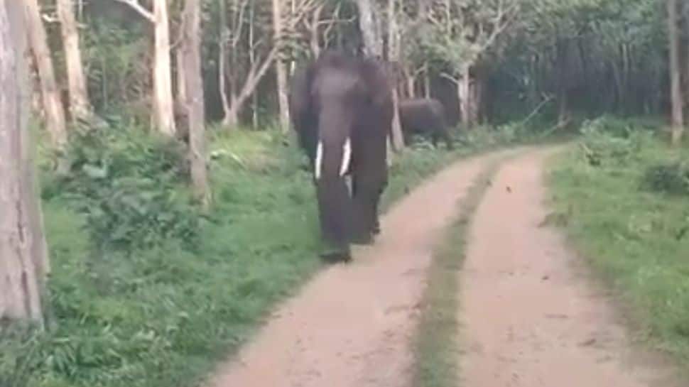 Video of a wild elephant intimidating foresters in the Nilgiris ...
