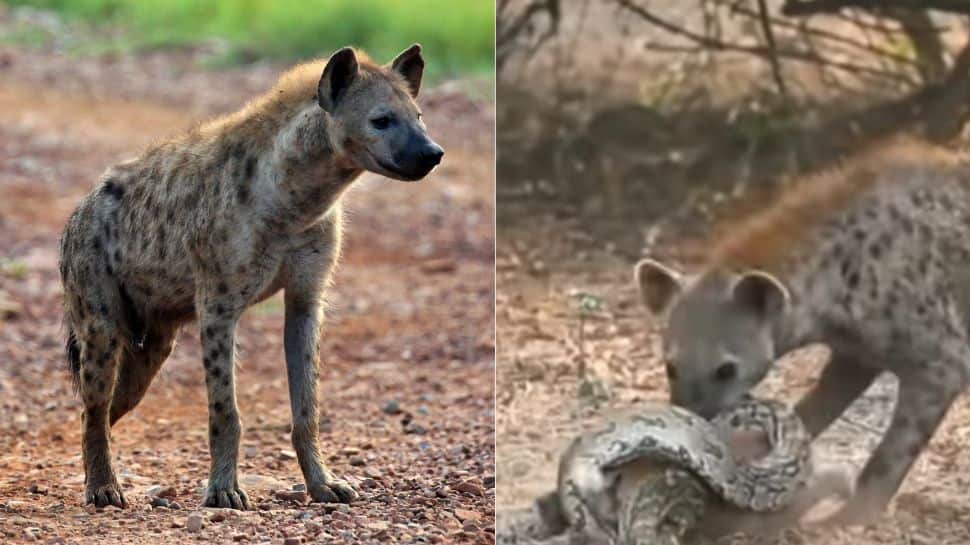 Google trends the viral video of Snake Python and Prey Impala ...