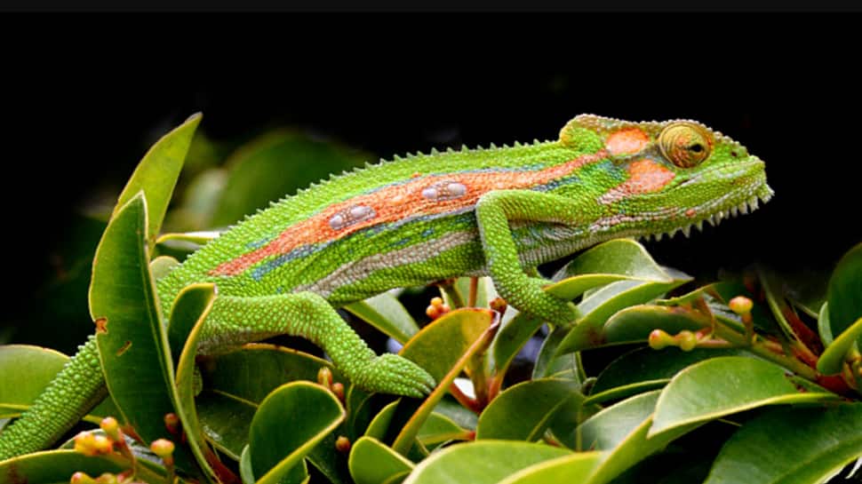 Chameleon changing its color on fruits | பச்சோந்தி நிறம் மாறுவதை ...