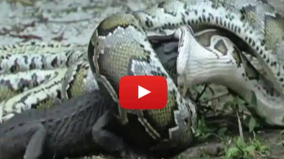 Scary Python Video: Python Swallows Crocodile, Video Viral | முதலையை ...