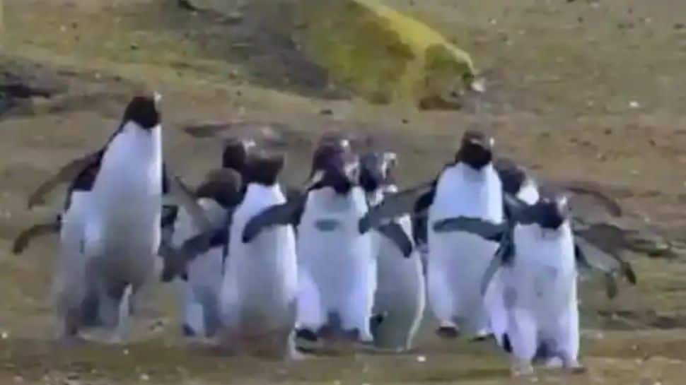 Viral Video of Penguin chasing a butterfly | வண்ணத்துப்பூச்சியை ...