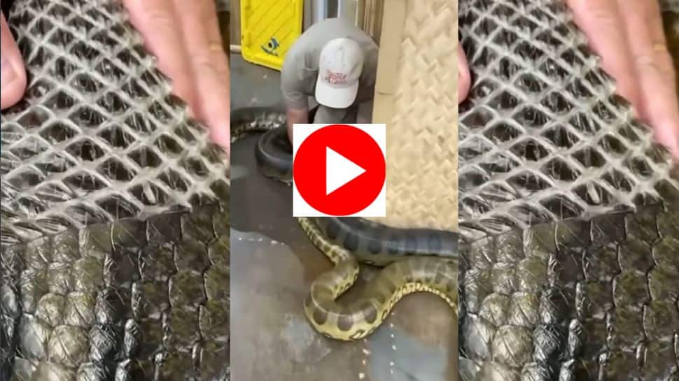 Shocking video of Snakes skin removing Video google trends | பட்டையைக் ...