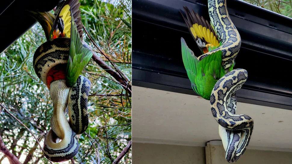 Viral Photo: Giant Python Hangs in air grabbing a Parrot | காற்றில் ...