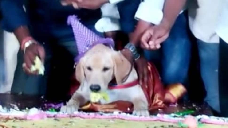 Karnataka Dogs Birthday Celebration Party | செல்ல நாயின் பிறந்த நாள் ...