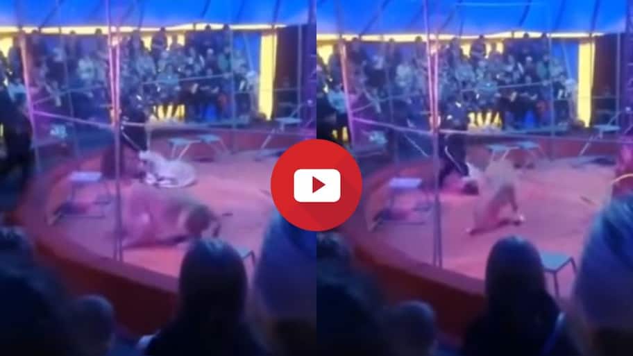 Lion attacking Ring Master in Circus Video goes viral in Social Media ...