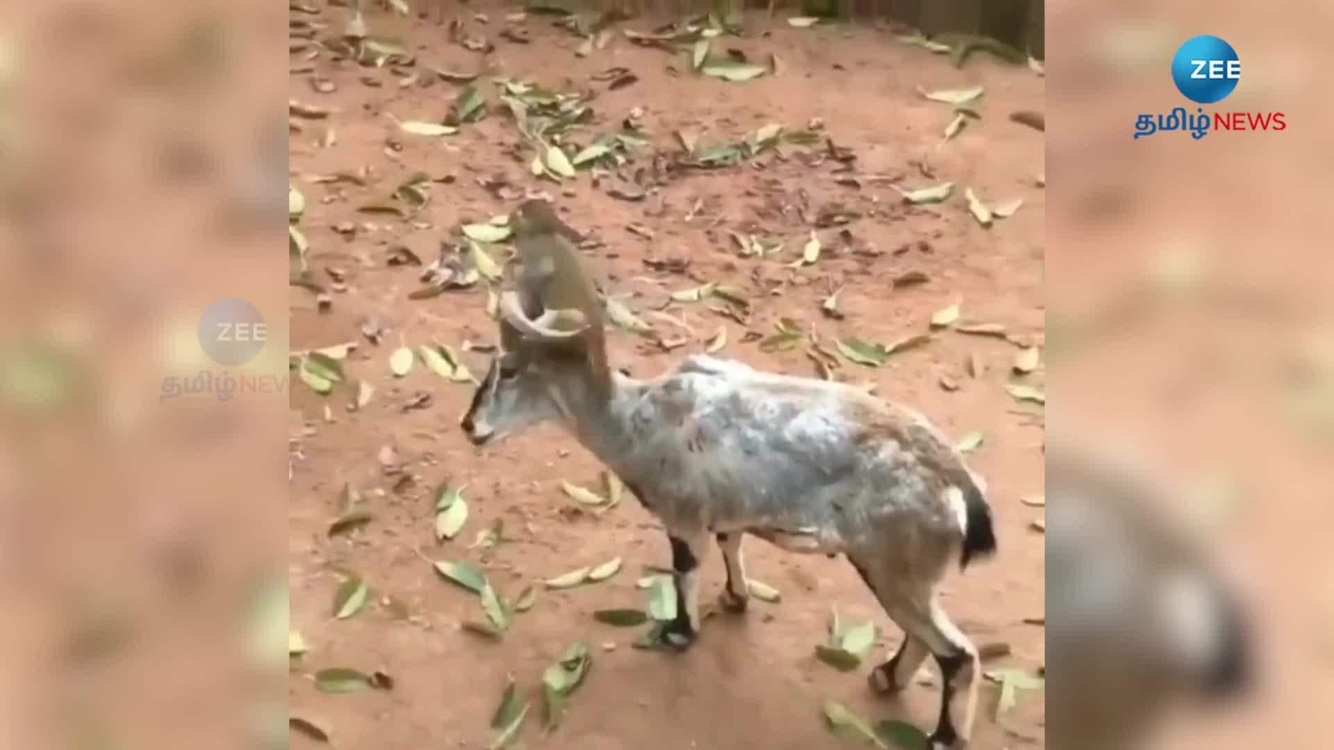 Monkey playing with Goat Video goes Viral | வெள்ளாட்டு கொம்பில் ரைடிங் ...