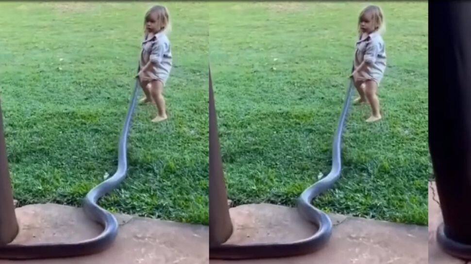 Little Boy Pulling snake by holding its tail Video goes viral | இளம் ...