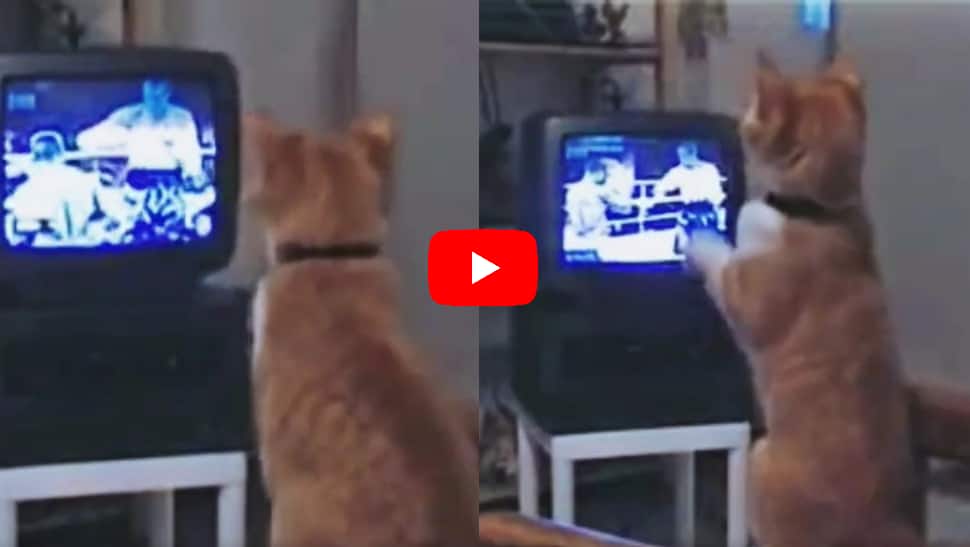Cat Turns Like WWF Player Video Goes Viral On Internet | நீ வேணா ...