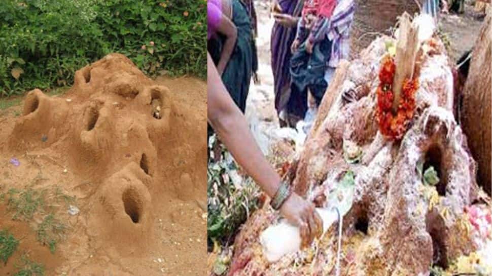 பாம்பு புற்றுக்கு பால் வார்த்த்தால் நாக தோஷம் நீங்கும் | Spiritual News ...