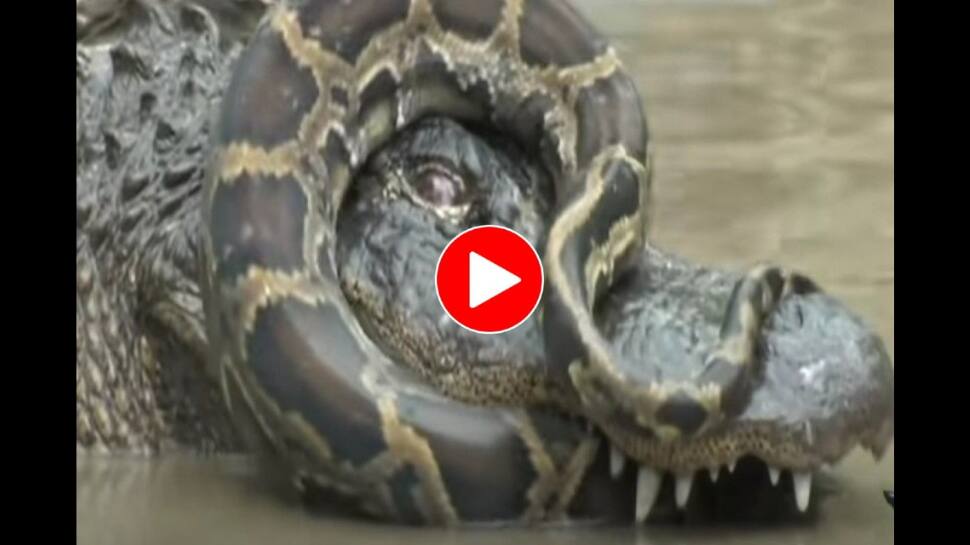Scary Viral Video of Python Vs Crocodile | Viral Video: மலைப்பாம்பிடம் ...