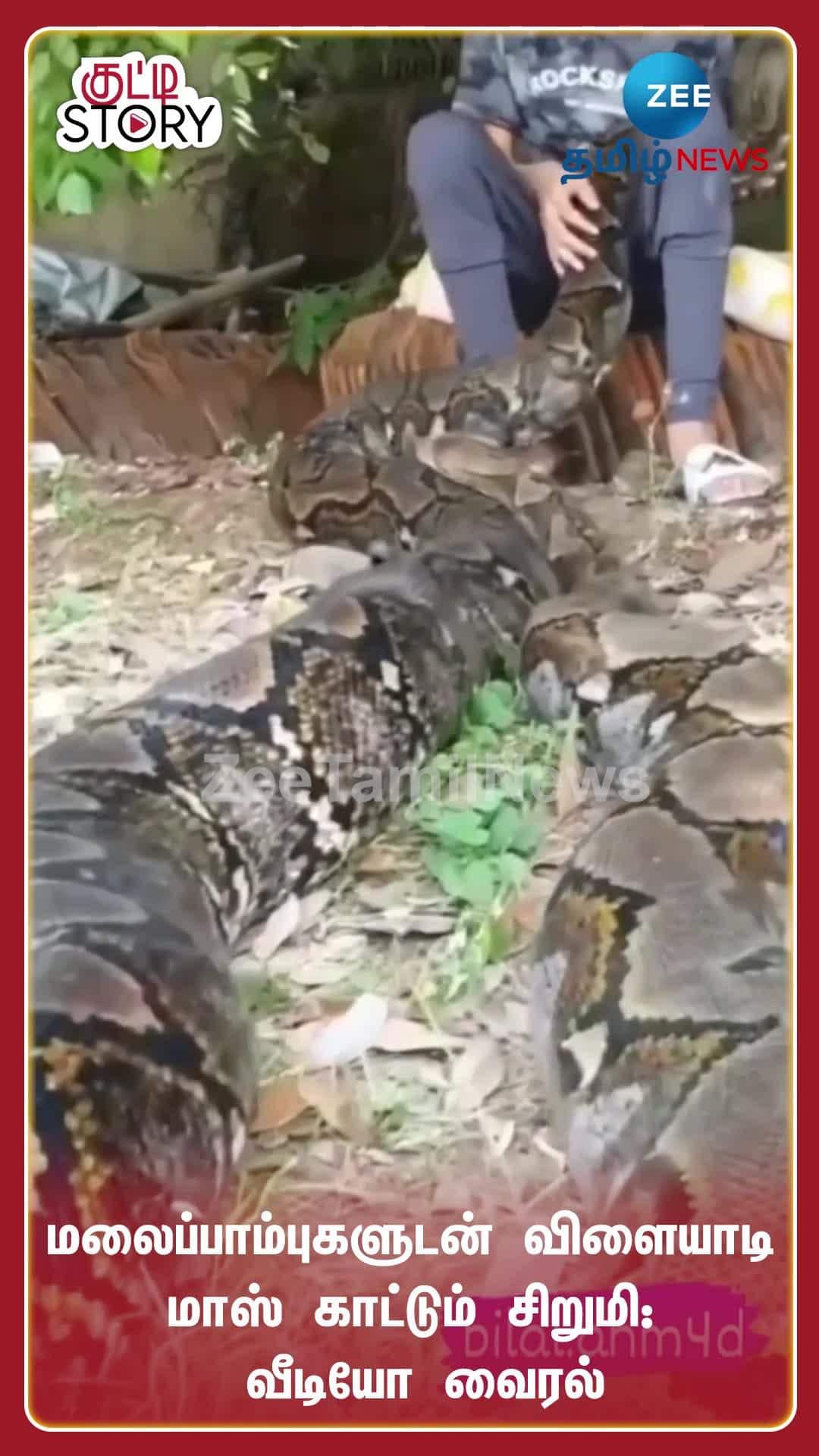 Snake Viral Video: Girl Plays with 3 Dangerous Pythons, Netizens ...
