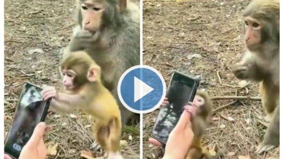 Monkey Viral Video: Cute Baby Monkey Snatching Smartphone, Video Goes ...