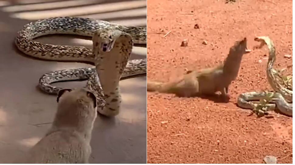 Scary Viral Video: A fierce battle between King Cobra and Mongoose ...