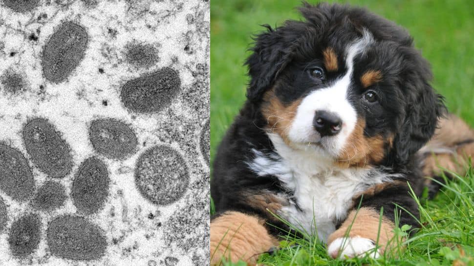 WHO Warns about MonkeyPox Virus transmission from Human to Dog ...
