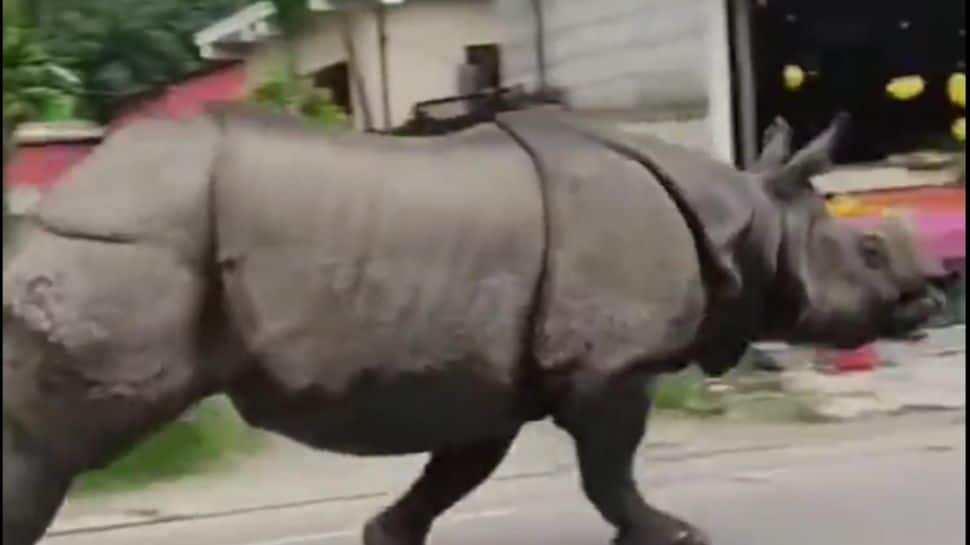 Rhinoceros is Running In Town video Viral In Online | Viral Video ...