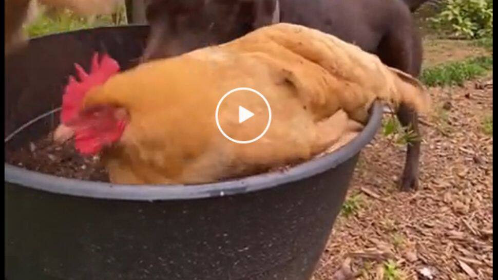 Video of chickens screaming for puppy goes viral | நாயை அலறவிட்ட ...