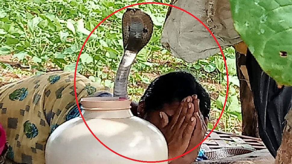 Cobra sitting on a sleeping woman viral video google trends | தூங்கும் ...