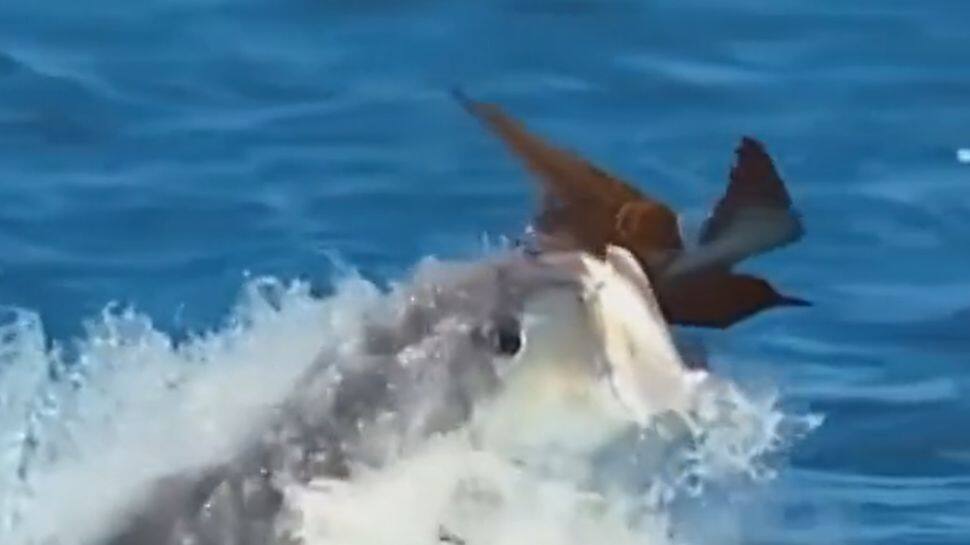 Video of fish hunting bird in sea goes viral | Viral Video: பறந்து ...