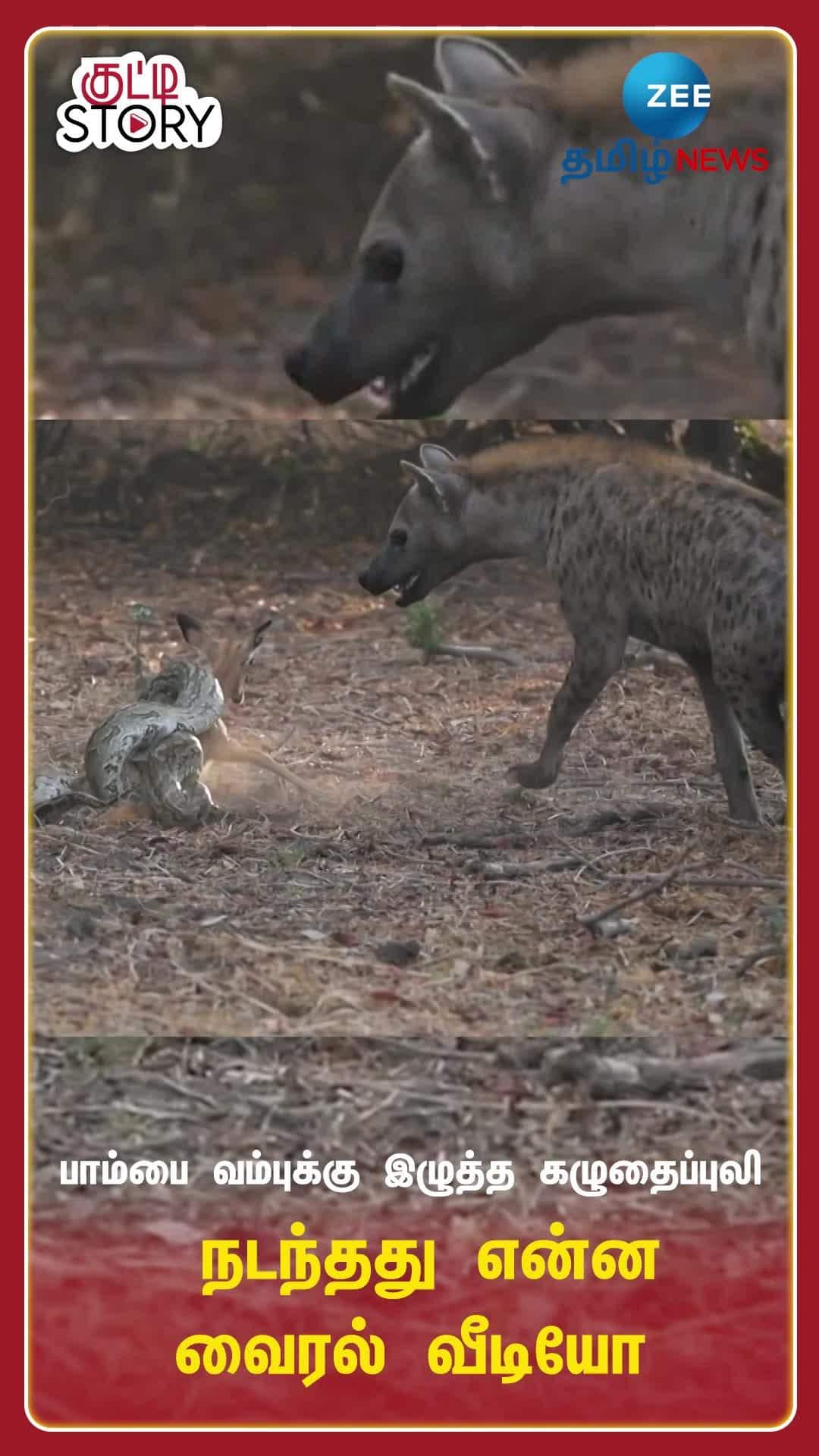 பாம்பை வம்புக்கு இழுத்த கழுதைப்புலி; நடந்தது என்ன- வைரல் வீடியோ | News ...