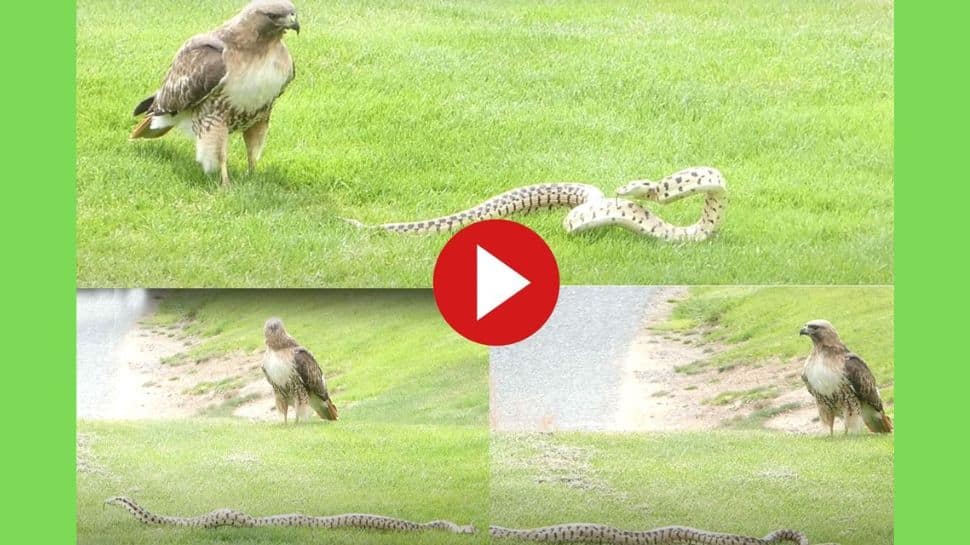 Viral video of Snake Vs Hawk | Viral Video: ராட்சஸ பாம்பை வேட்டையாட ...
