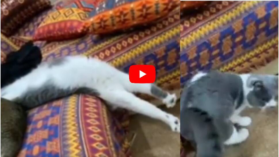 Omg Cat Falls From Sofa While Sleeping Video Goes Viral | தூங்கிக்கொண்டே தலைகீழாக விழுந்த பூனை ...