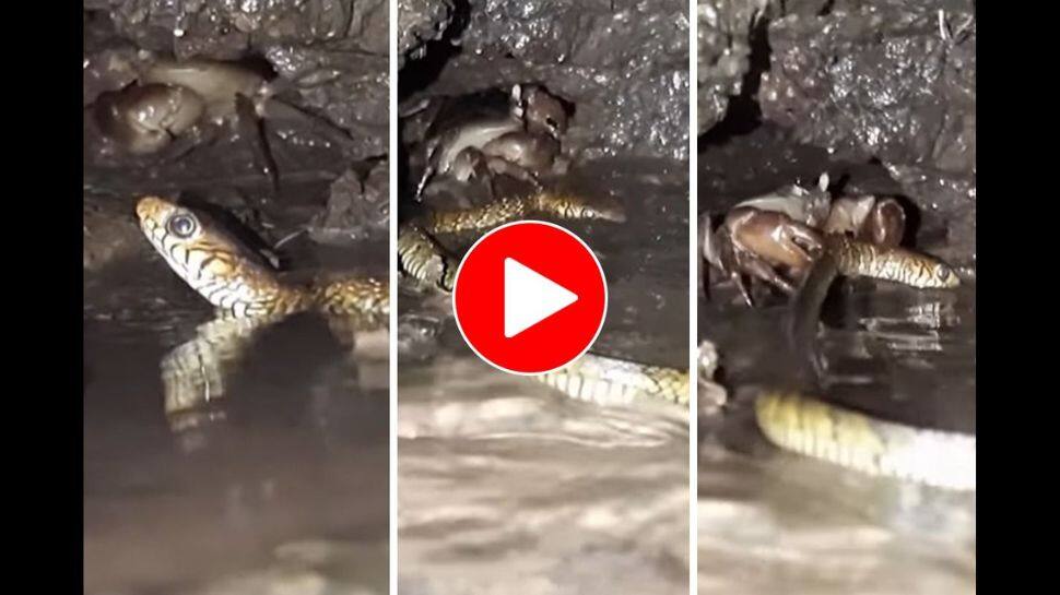 Shocking Viral Video of Crab Vs Snake |Viral Video:நண்டிடம் சிக்கித் ...