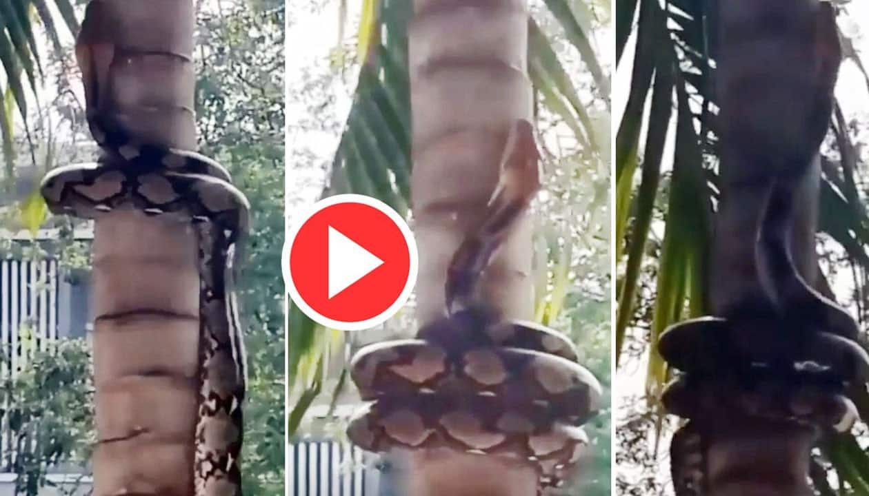 Massive Python Climbs Tree தென்னை மரம் ஏறும் ராட்சத மலைப்பாம்பு