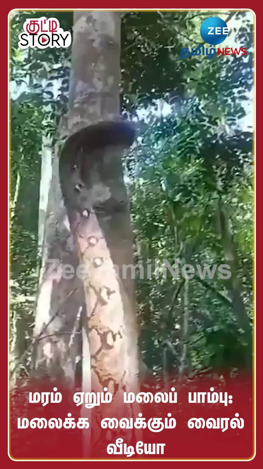 மரம் ஏறும் மலைப் பாம்பு: மலைக்க வைக்கும் வைரல் வீடியோ | News in Tamil