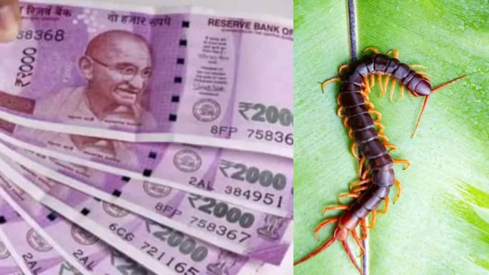 centipede in house gives good and bad signs | வீட்டிற்குள் வரும் இந்த ...