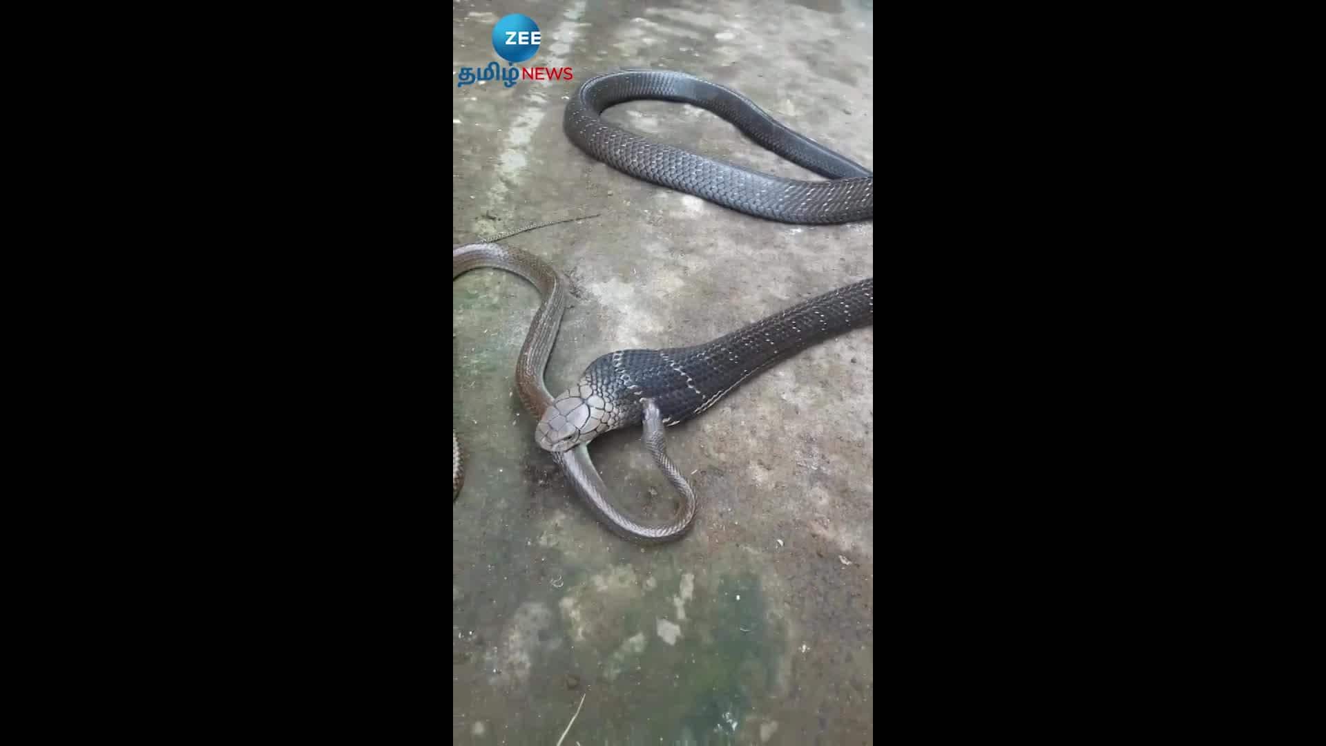 Video of giant snake devouring snake goes viral | News in Tamil