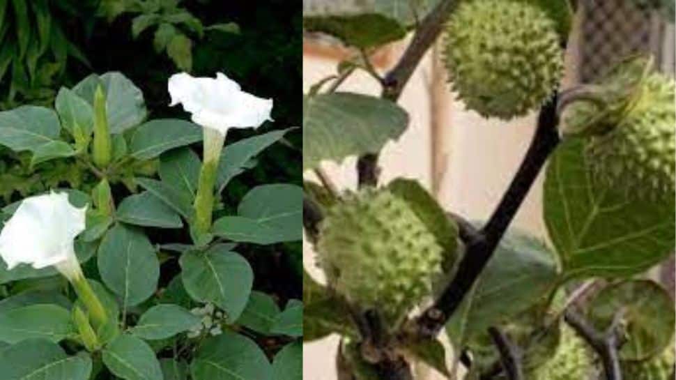Datura leaves has Numerous Medical Benefits | வாத நோய் முதல் வழுக்கை ...