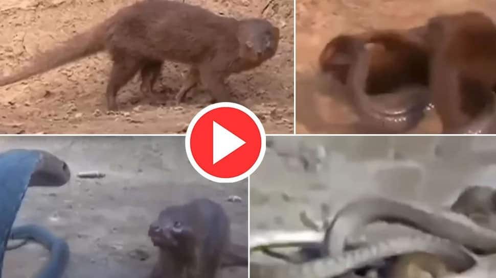 Snake And Mongoose Fight | கீரி முன் ராஜ நாகம்: கிடுகிடுக்க வைக்கும் ...