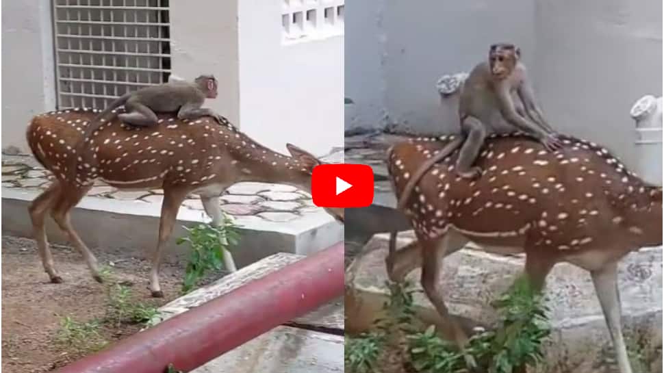 Monkey Ride On Deer Back Viral Video Google Trends | மான் மீது சவாரி ...