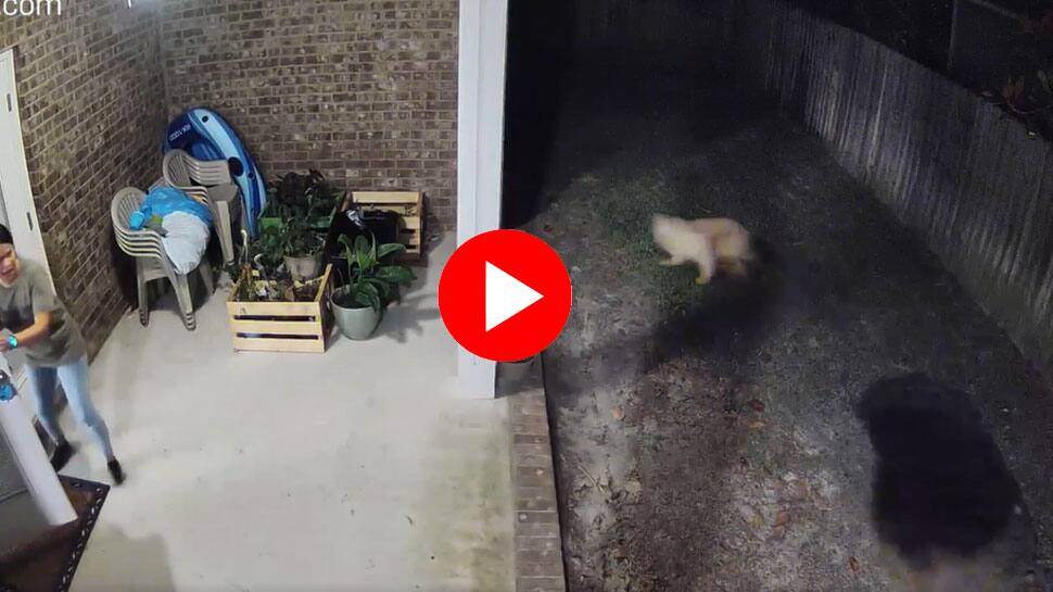 Bear Chasing DOg Video | நாயை துரத்தும் கரடி; இறுதியில் என்னாச்சி: திக் ...