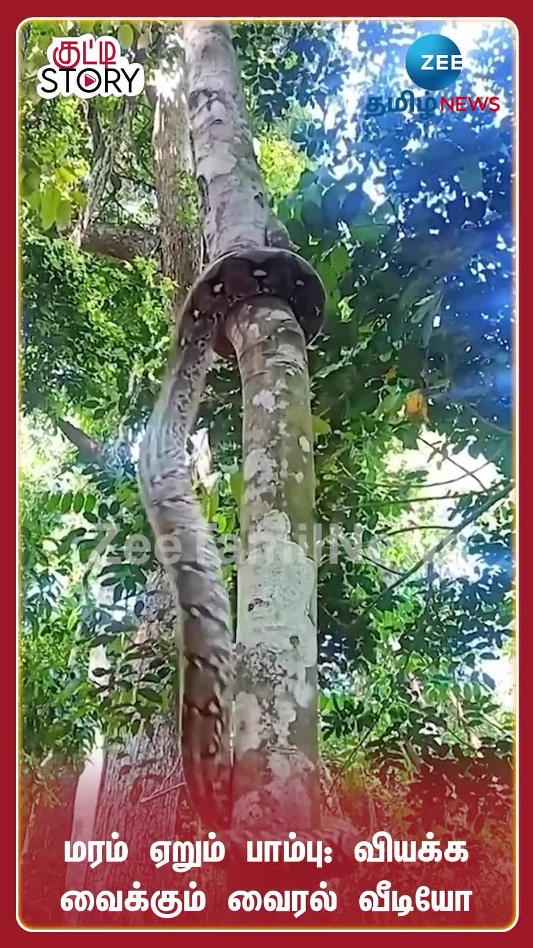 Python Viral Video: Dangerous Python Climbs Tree, Netizens Shocked ...