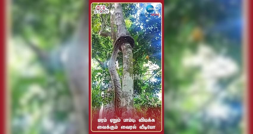 Python Viral Video: Dangerous Python Climbs Tree, Netizens Shocked | மரம் ஏறும் பாம்பு: வியக்க ...