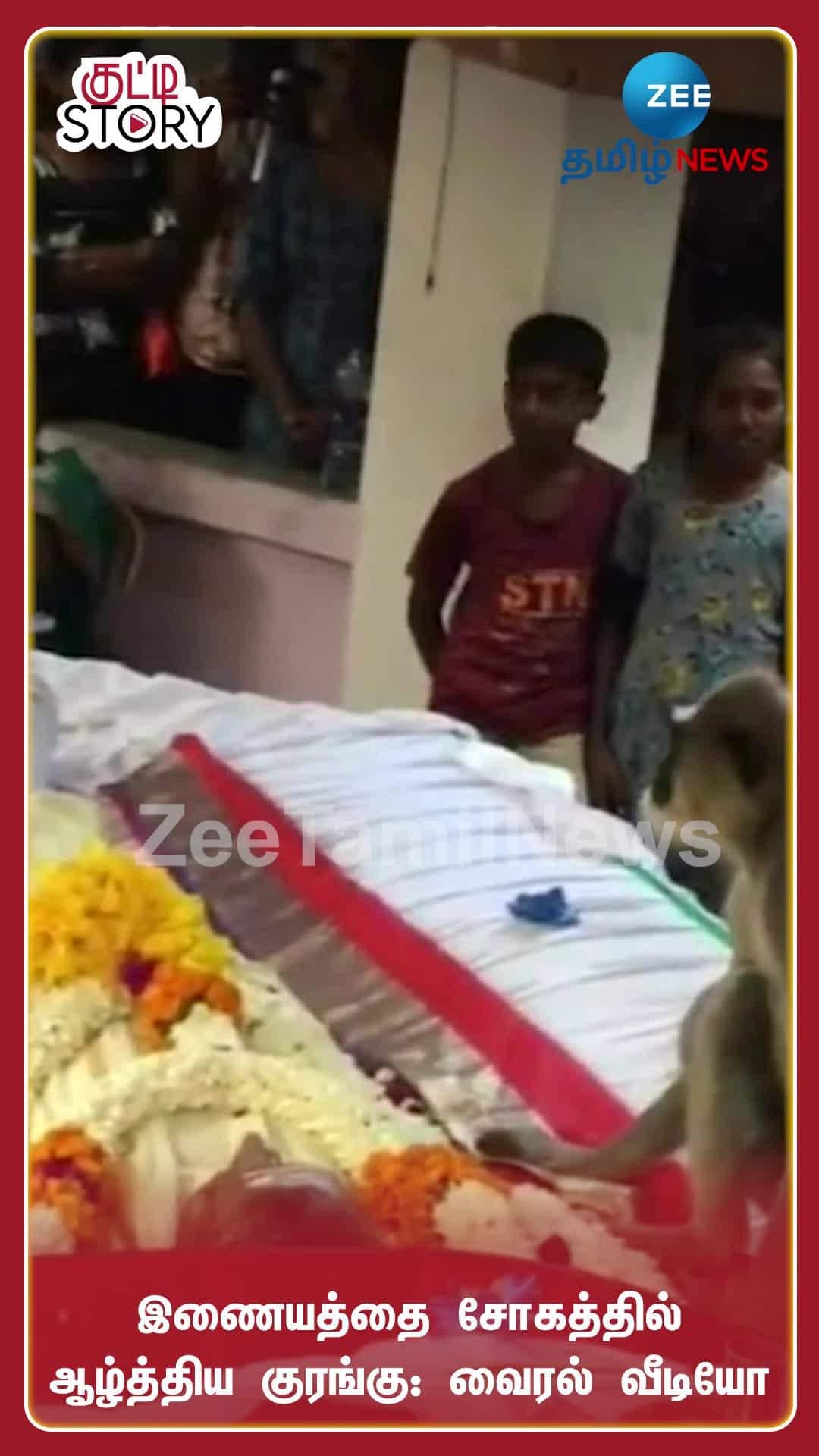 Emotional Viral Video: Monkey Comes To Funeral of Human Friend, Video ...