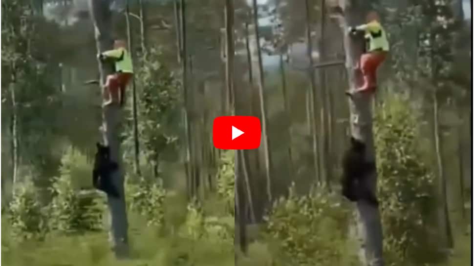 Omg Man Climbing Tree To Escape From Bear Attack Viral Video | கரடியிடமிருந்து தப்பிக்க மரம் ...