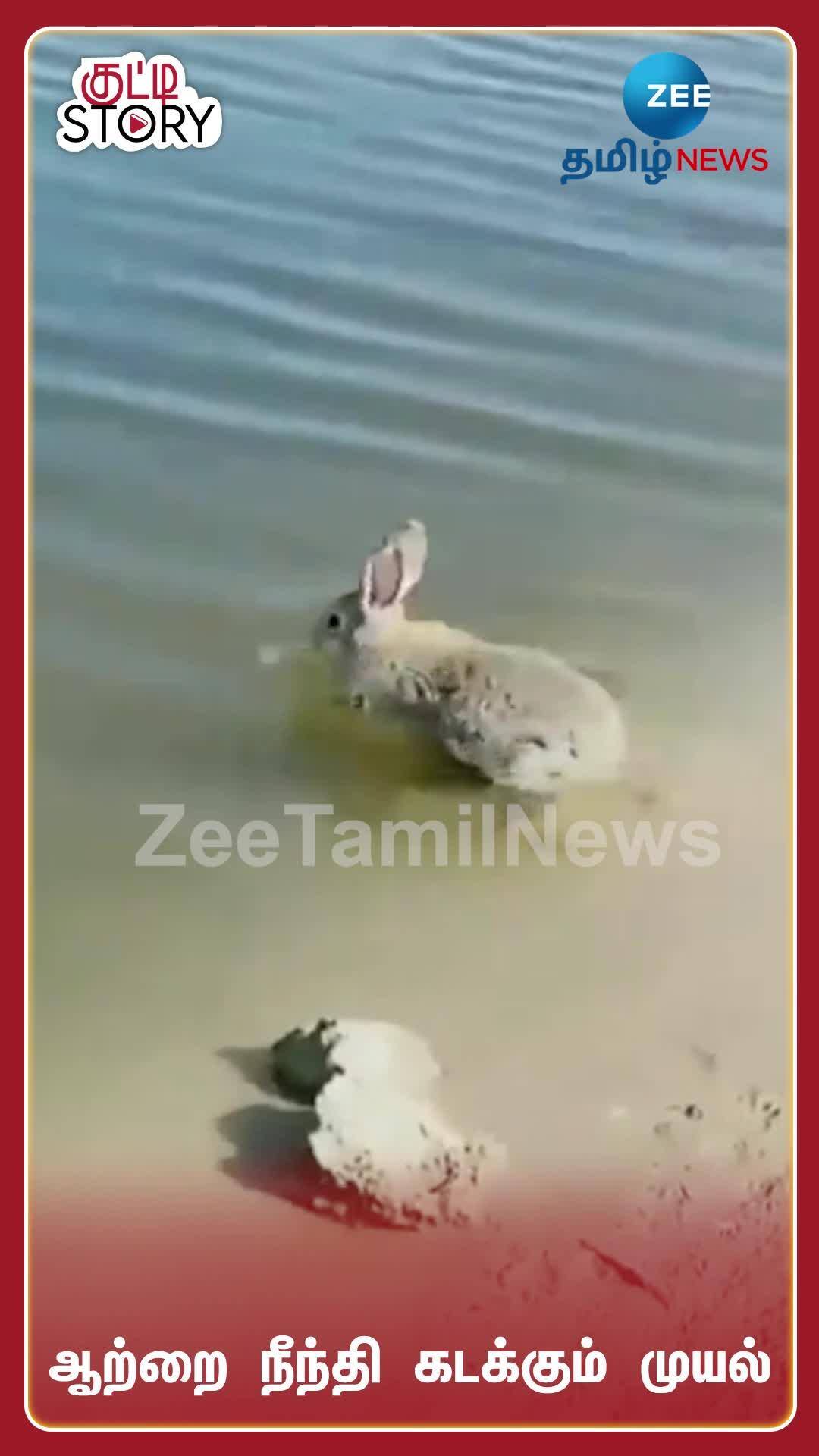 Viral Video of Swimming Rabbit | இது தாவும் முயல் அல்ல... நீந்தும் ...