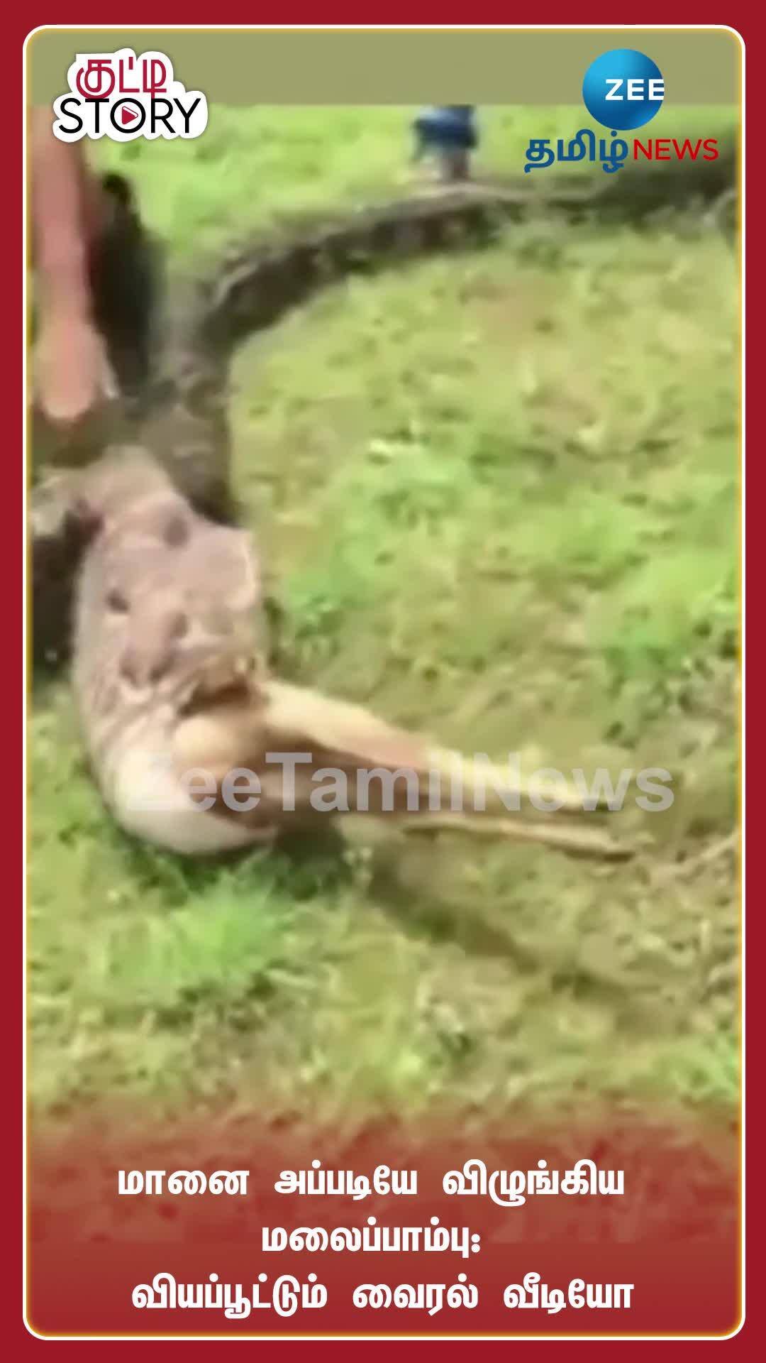 Viral Video: Python Swallows Deer, Netizens in Shock | மானை அப்படியே ...