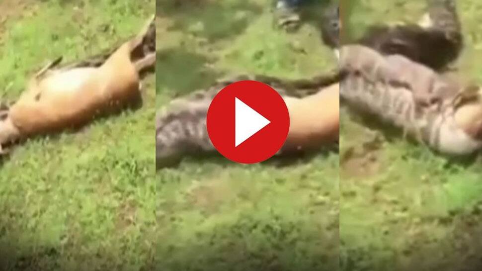 10ft Giant Python Swallows Deer video goes viral | முழு மானை விழுங்கிய ...