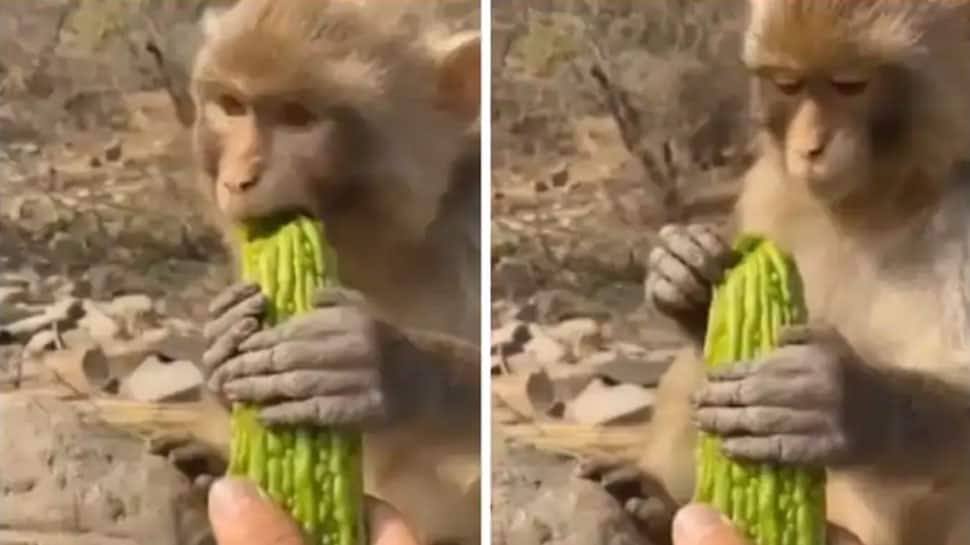 Funny Viral Video: Monkey Tastes Bitter Gourd, Reaction Goes Viral ...