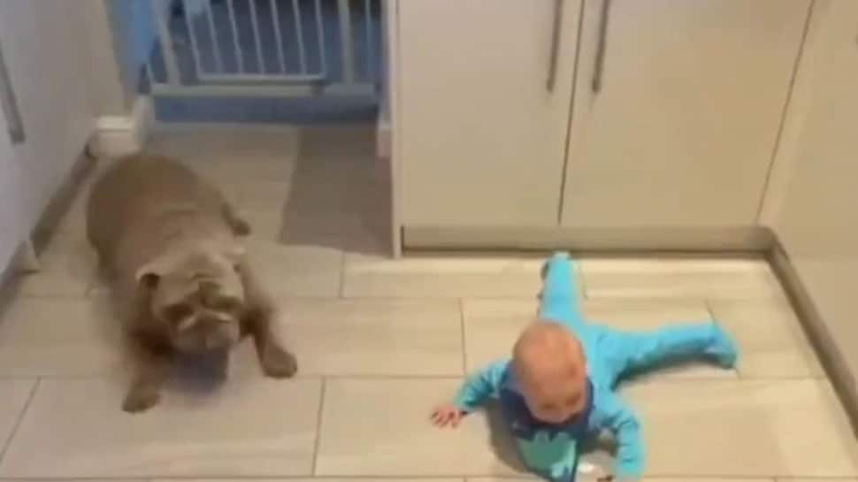 Cute Viral Video: Dog Teaches Baby to Crawl, Netizens Love It ...