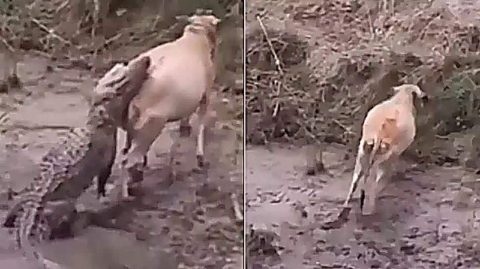 Horrifying Viral Video of Hungry Crocodile Attacking a Cow | Viral ...