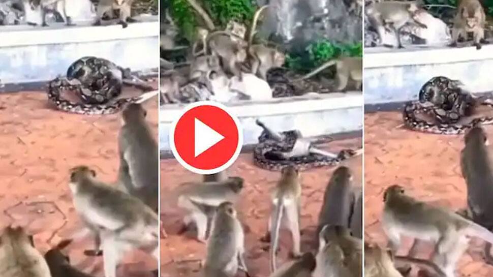 10 feet cobra swallows a monkey Alive | குரங்கை விழுங்கிய 10 அடி ...