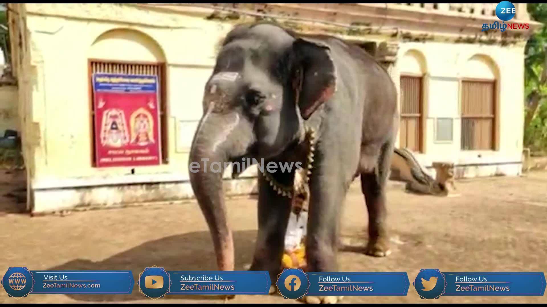Viral Video of Elephant Speaking to its Mahoot | குழந்தைகளை போல் ...