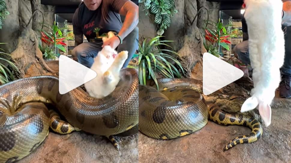 20 feet Giant Python Swallows Rabbit video goes viral | முழு முயலை ...