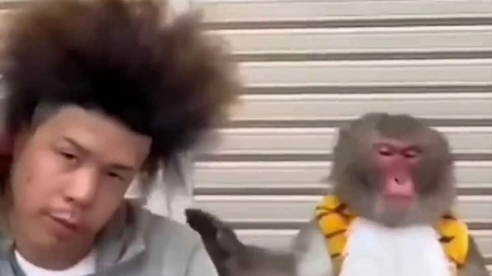Funny Monkey Viral Video: Monkey Surprised Seeing Man's Hairstyle ...