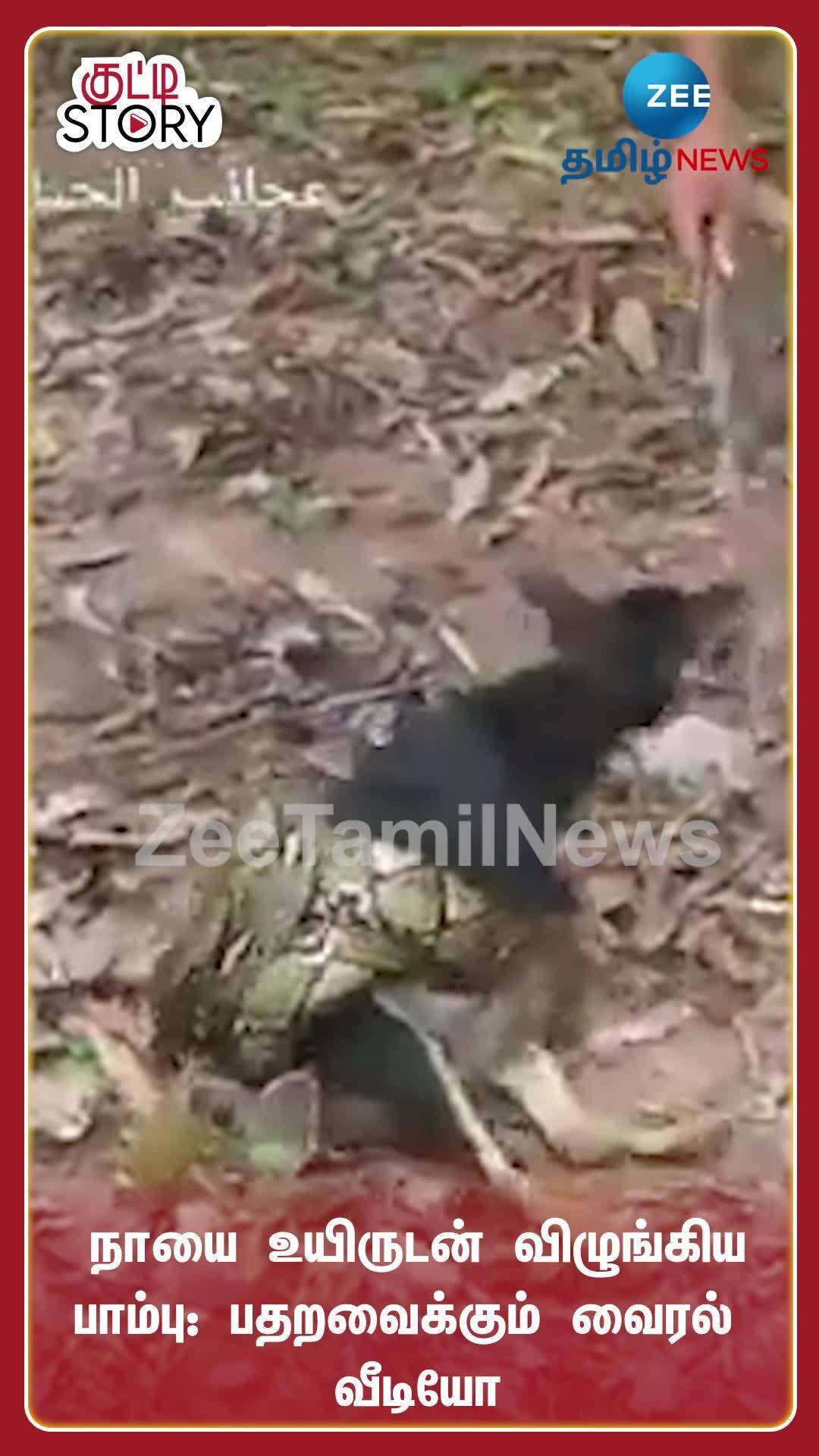 Dragon Like Python Attack Video | நாயை உயிருடன் விழுங்கிய டிராகன் போல் ...